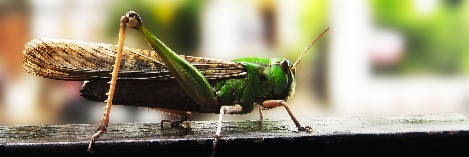 FACTS ABOUT LOCUSTS